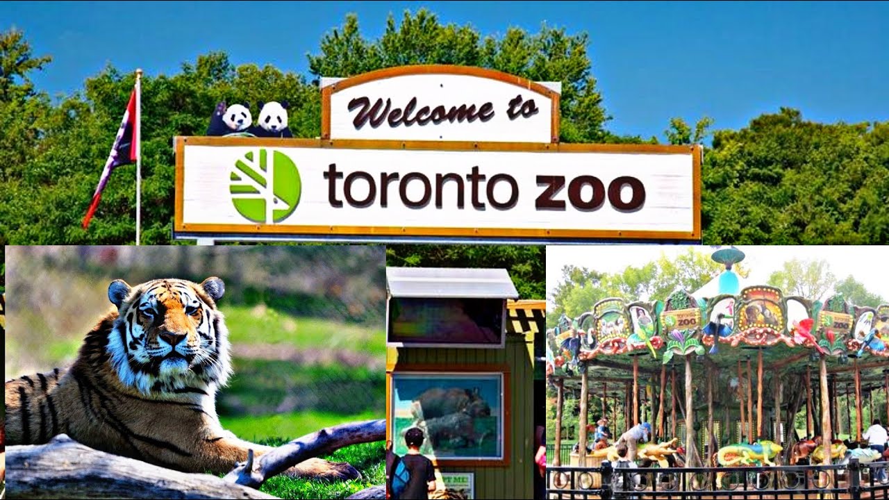 Toronto Zoo Walkthrough / Canada🇨🇦 Vlog / Toronto Zoo Tour - YouTube