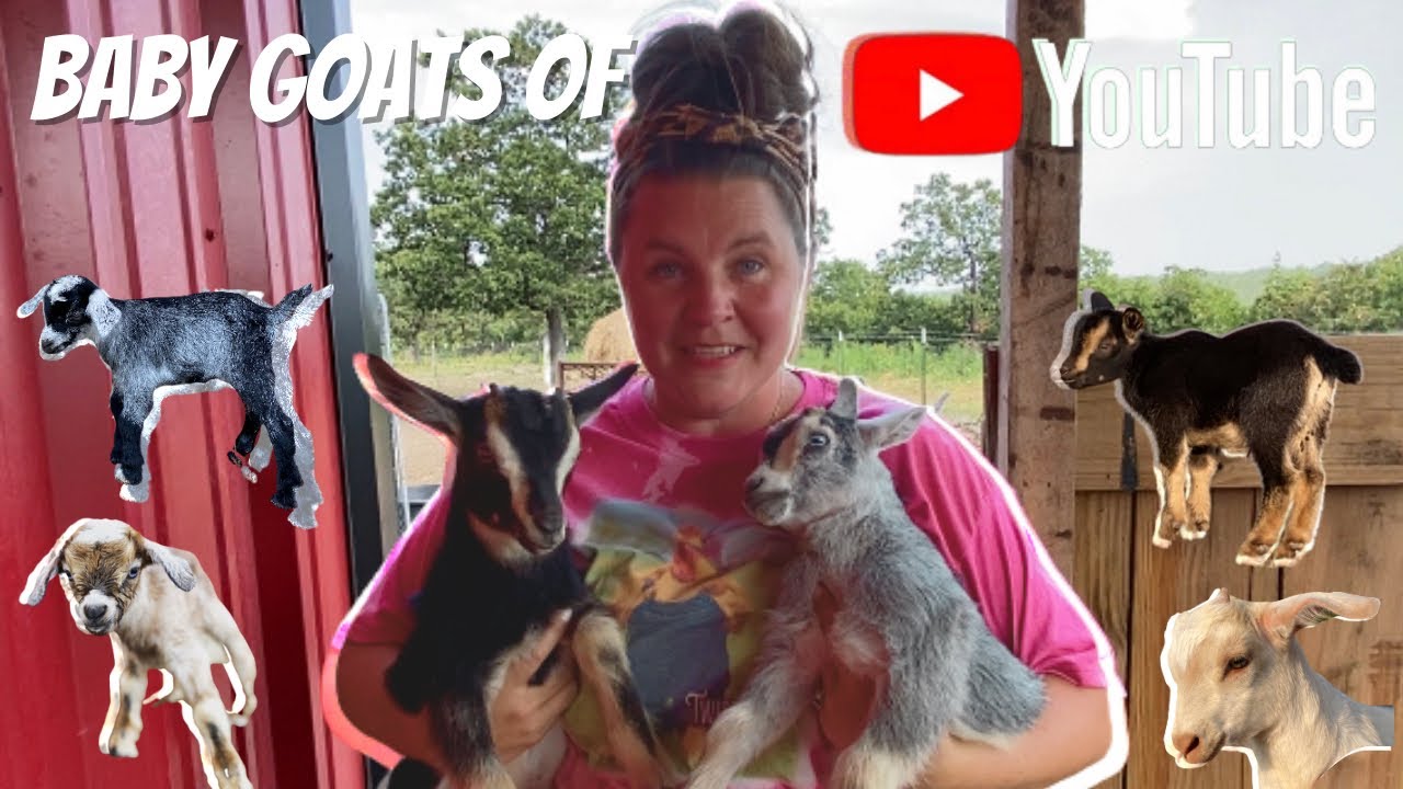 Meet The Baby Goats: Up Close And Personal With 7 New Goat Kids on the ...