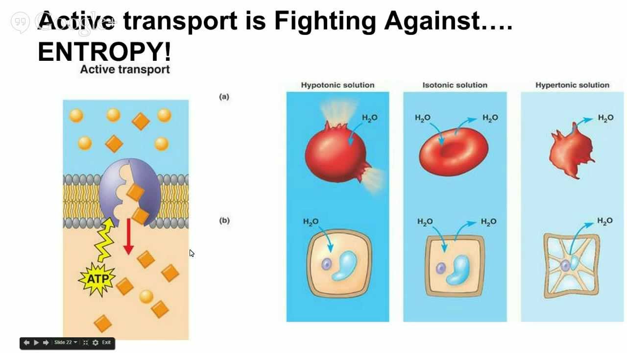 Biological Energy - YouTube