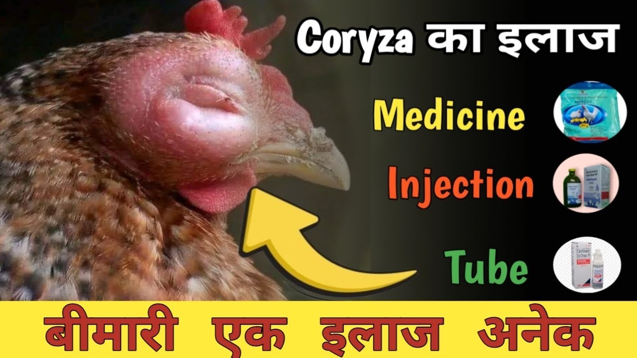 Infectious coryza in chickens | मुर्गी के आँख के सूजन का इलाज # ...