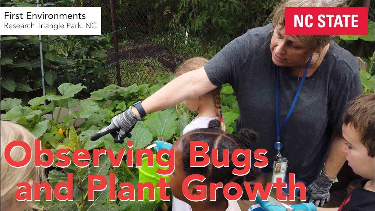 Observing Bugs and Plant Growth - YouTube