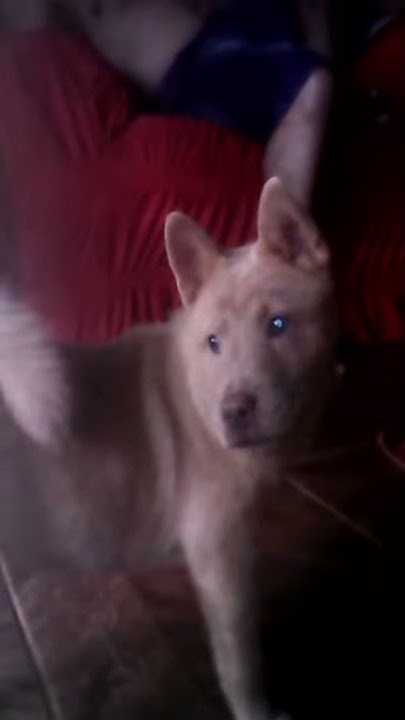 meus cachorros - YouTube