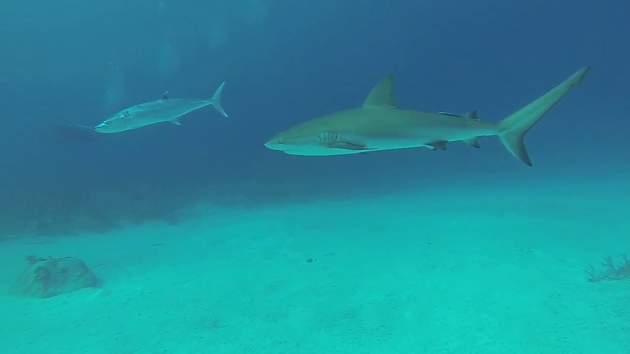 shark strait ahead - YouTube