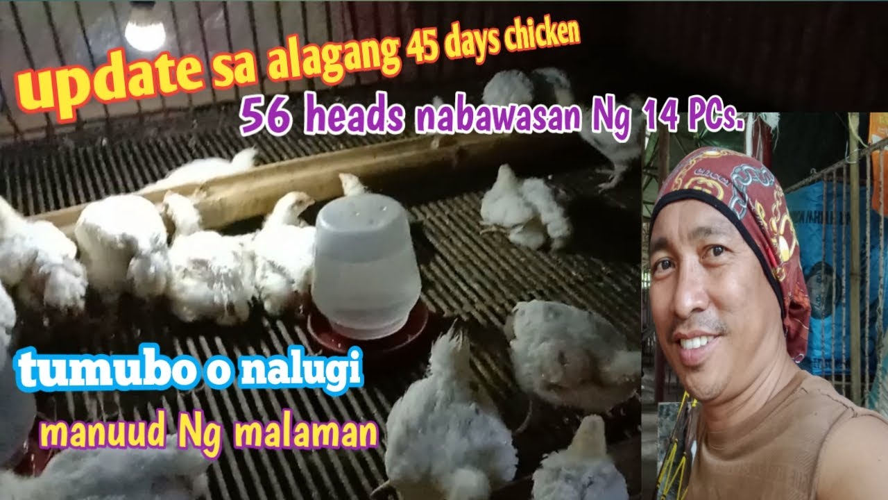 Update sa alagang 45 days chicken 50 heads nabawasan Ng 8 tubo o lugi ...