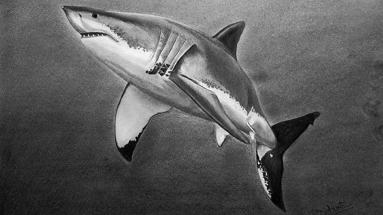 How to Draw a Realistic Shark | Realistic Shark Sketch Tutorial for ...