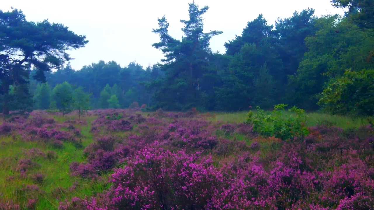 Woensdrechtse Heide in bloei - YouTube