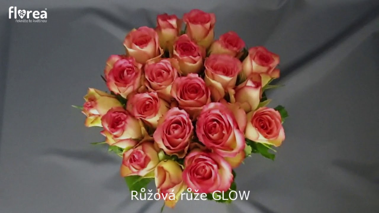 Růžová růže GLOW - Florea.cz - YouTube