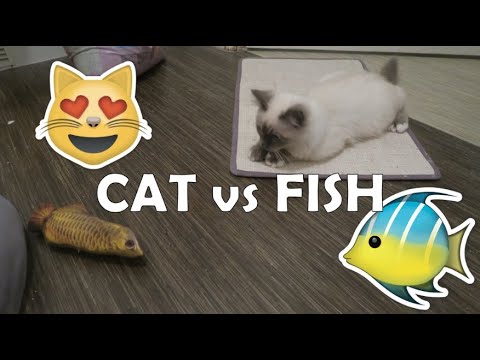 Cat vs Fish - YouTube