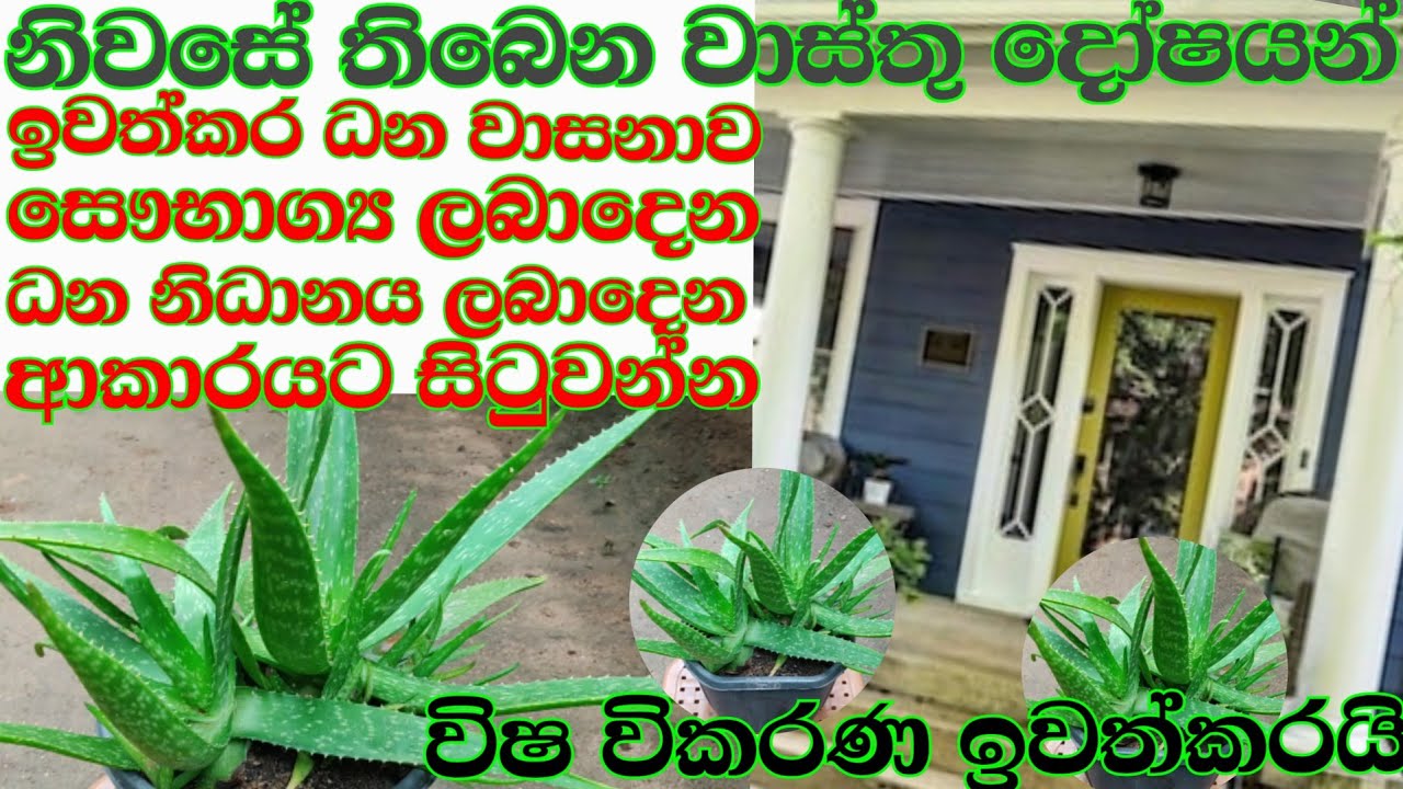 බදුන්ගත කෝමාරිකා පැලයක් නිවැරැදිව රෝපණය කරන ආකාරය කෝමාරිකා/komarika ...