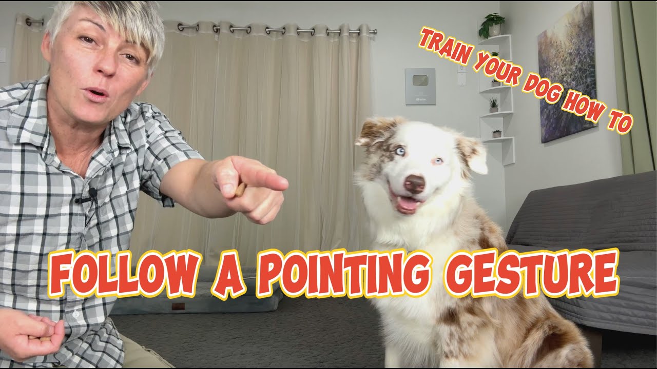 Teach your dog to follow a pointing gesture! - YouTube