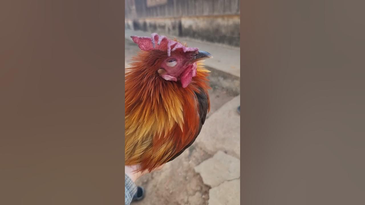 Qaib Qus pom 2 dib tuaj zoo heev - YouTube