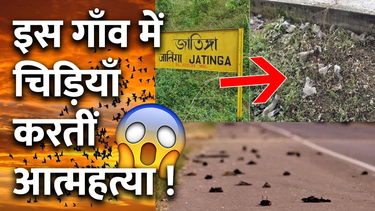Jatinga Bird Mystery | अस्साम के जतिंगा गाँव की रहस्य्मय घटना का सच ...