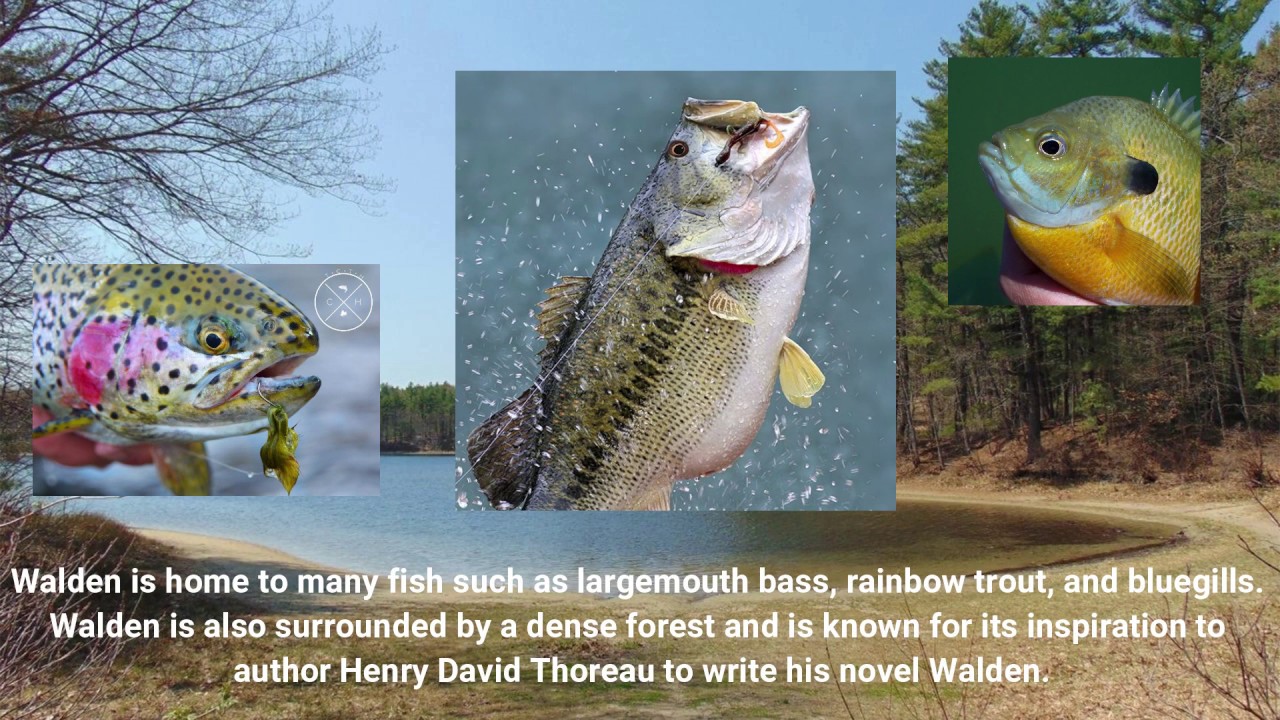 Pond Ad - YouTube