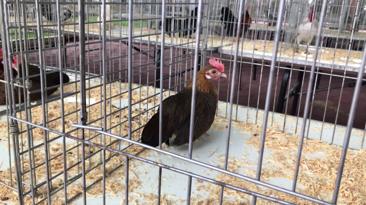 GALLINA AZTECA ALIMONADA Expo "yekas" 2019 Octubre 20 - YouTube