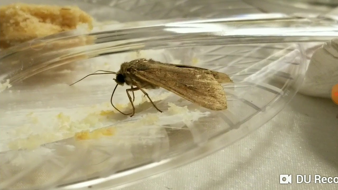 Moth eating a cake - YouTube