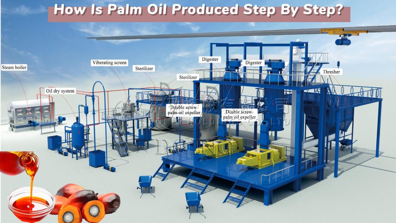 From fresh palm fruit bunch to crude palm oil: See the steps in small ...