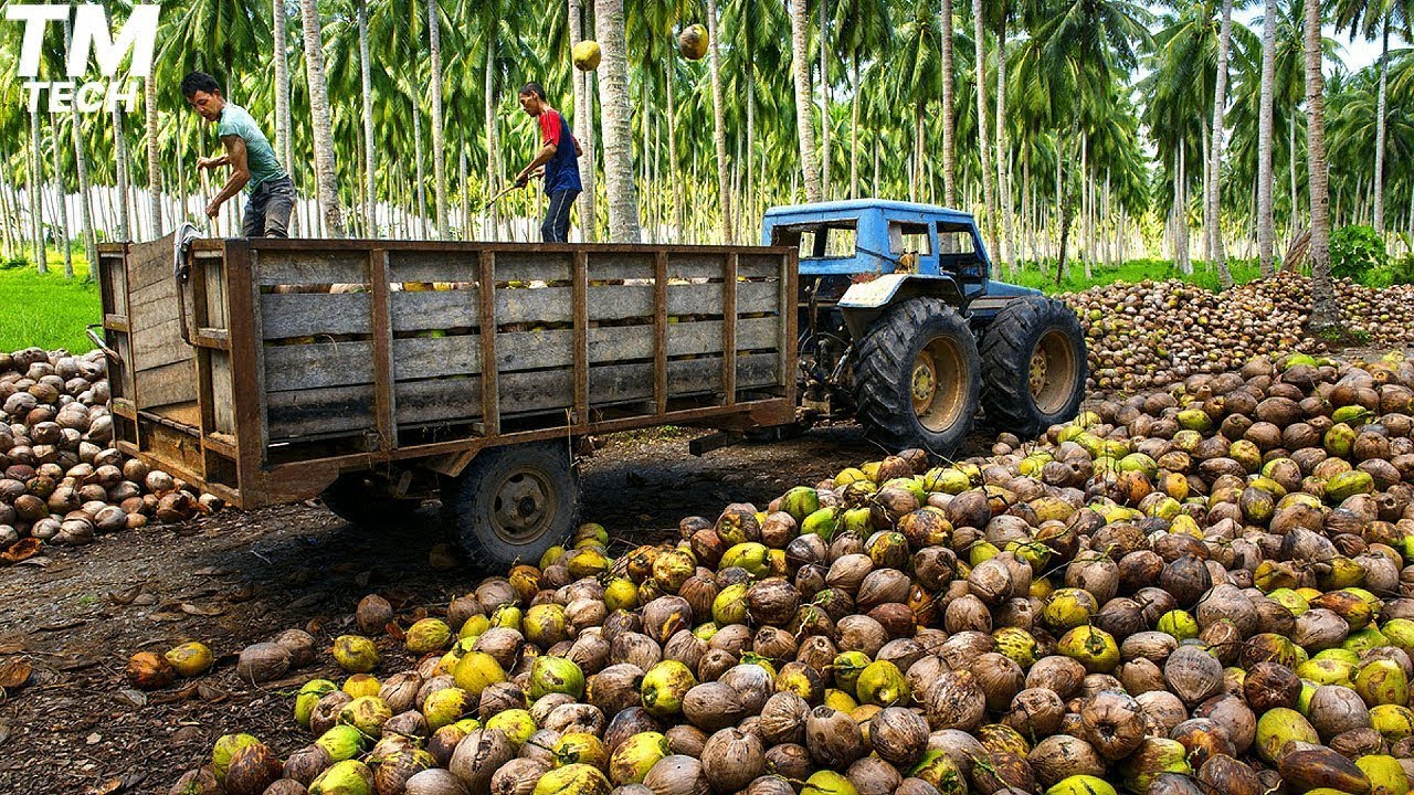 Inside Modern Coconut Processing Factory - How To Make Amazing Products ...