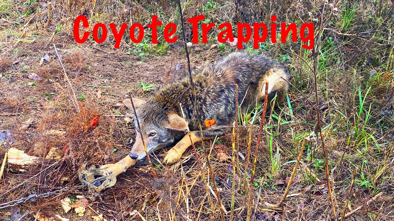 Coyote Trapping - YouTube