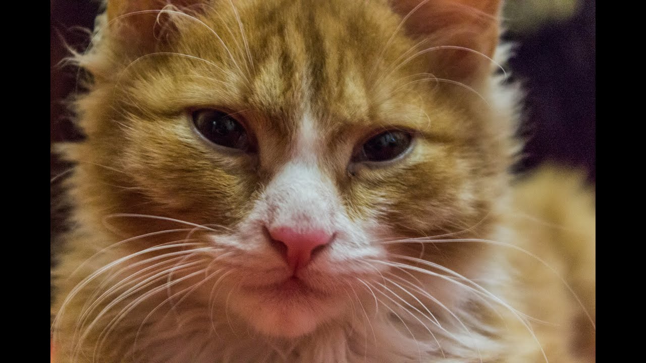 Fidget cat (Funny Cute Cat Videos) - YouTube