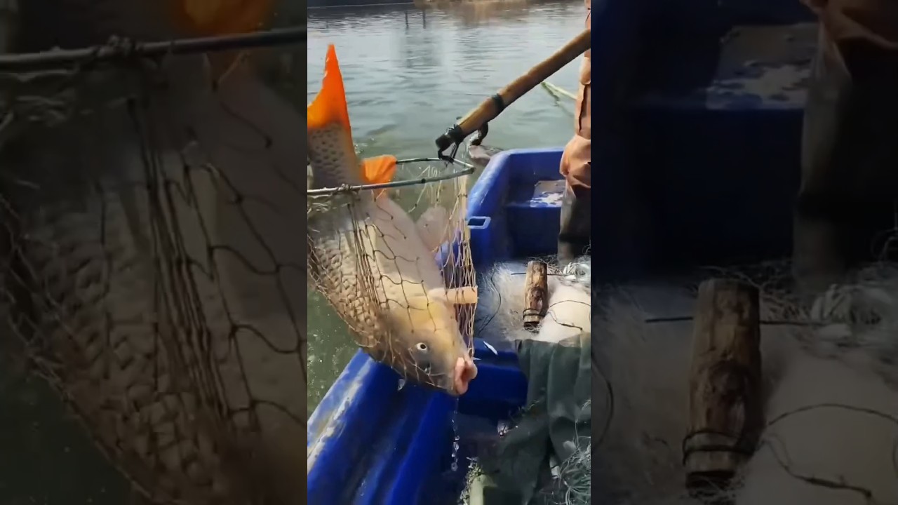 Duck Fishing Techniques - Fishing