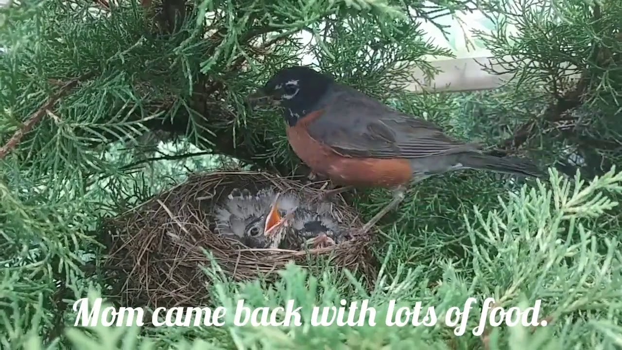 Baby Bird Robin Eating and Pooping. 미국 아기새 밥먹고 똥싸기. - YouTube