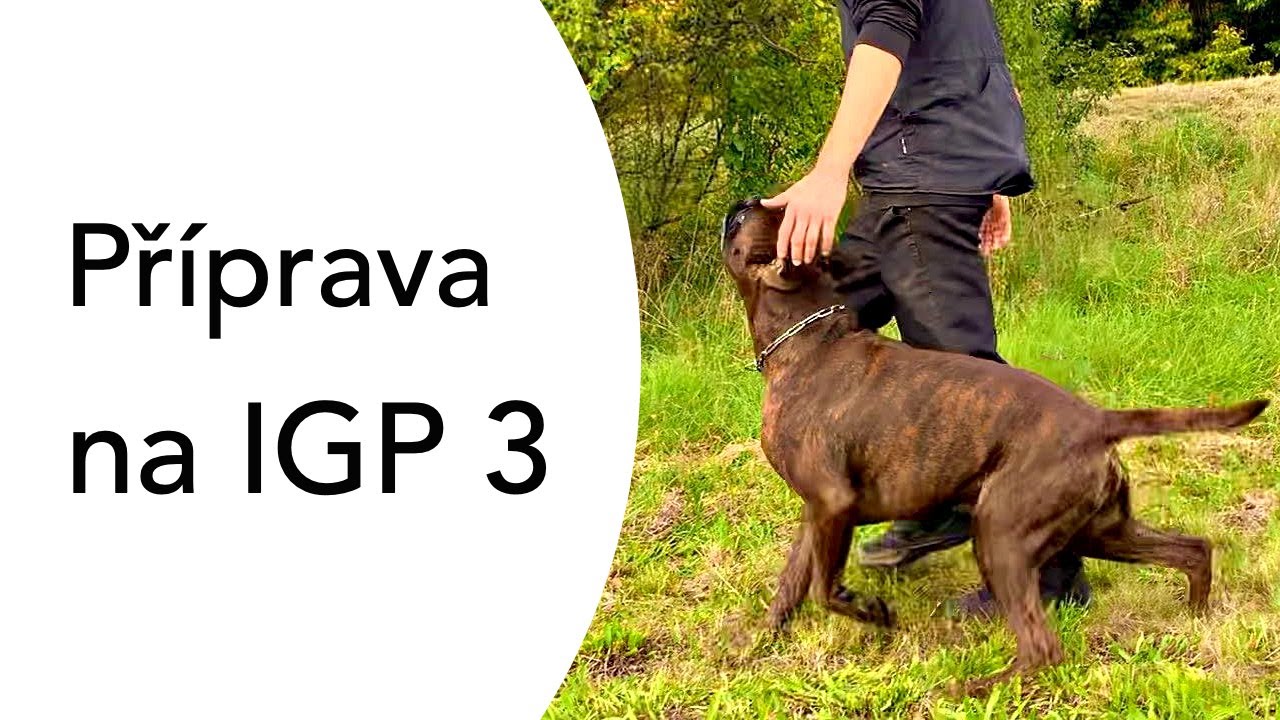 #107 Příprava na IGP 3 (poslušnost) - YouTube