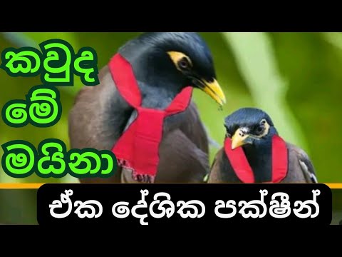 මයිනා ගැන විස්තර | මයිනා | maina | katha karana maina | Sri Lanka Myna ...
