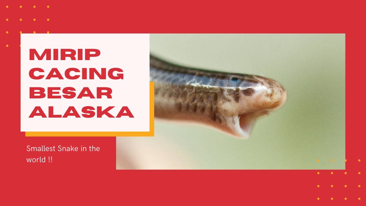 MIRIP CACING BESAR ALASKA !! ULAR TERKECIL DIDUNIA (ULAR KAWAT BIASA ...