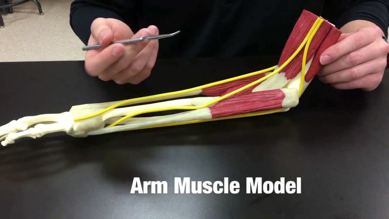 Arm Muscle Model - Ohio University - Anatomy & Physiology - YouTube