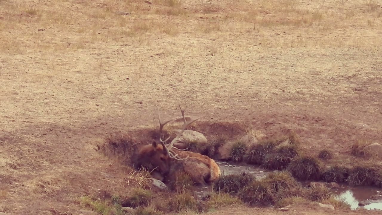 Colorado GMU Unit 11 Hunting Information - YouTube
