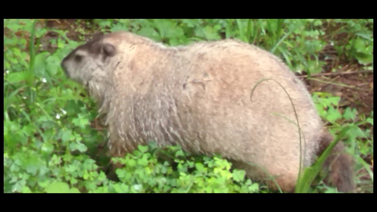 Old Blind Groundhog - YouTube