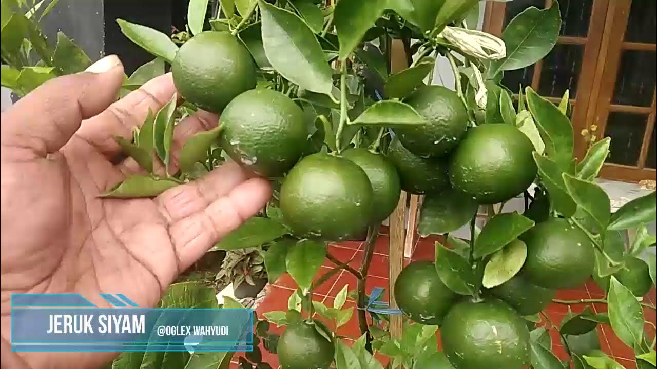 JERUK BERBUAH LEBAT DALAM POT || WIDE ORANGE IN POT - YouTube