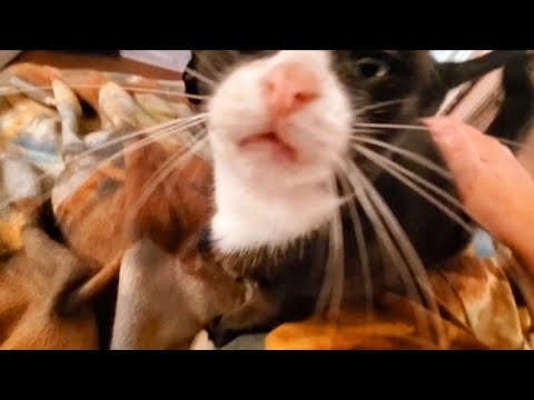 TBT "DAY IN THE LIFE 2"⭐️ing PEACHY KING cute ginger kitten cat playing ...