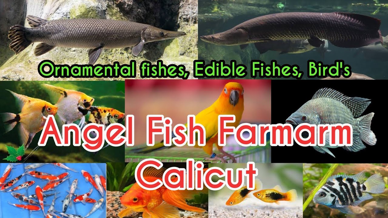 Angel fish farm Calicut Visit Malayalam|Koi carp malayalam|ornamental ...