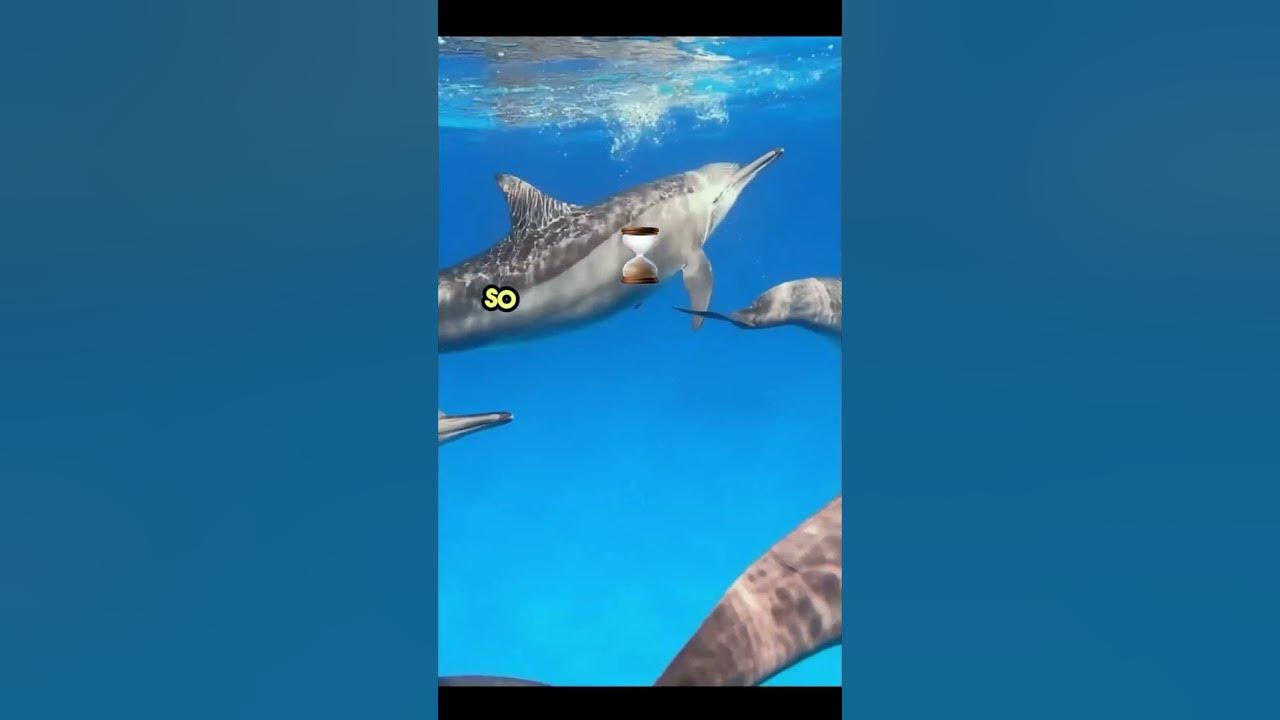 The Secret Language of Dolphins Revealed! - YouTube