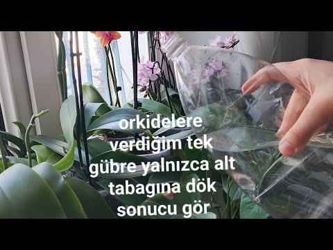 Orkidelerime verdiğim tek gübre.. yalnızca tabagına dök ve sonucu gör‼️#orchid #orkidebakımı #keşfet