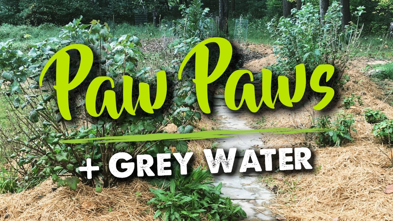 PawPaws & Permaculture Course Session - Grey Water Berms - YouTube