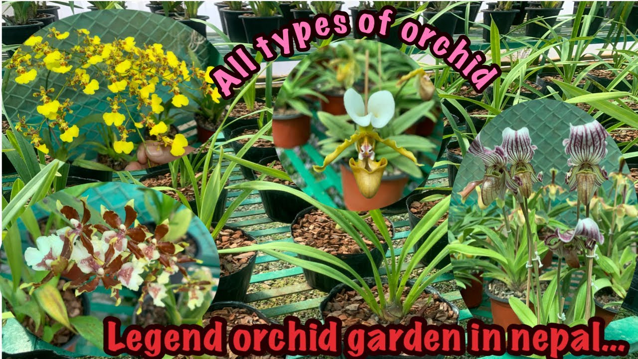 Legend orchid garden of Nepal || part -1 || all types of orchid ...