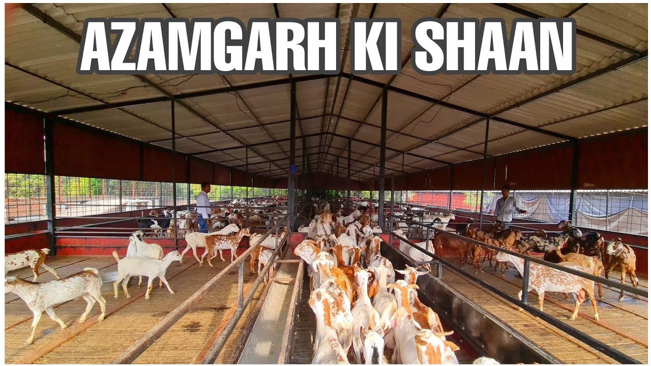 India s Largest Goat Farm In Azamgarh AFK Agronomics LLP Unedited india-s-largest-goat-farm-in-azamgarh-afk-agronomics-llp-unedited