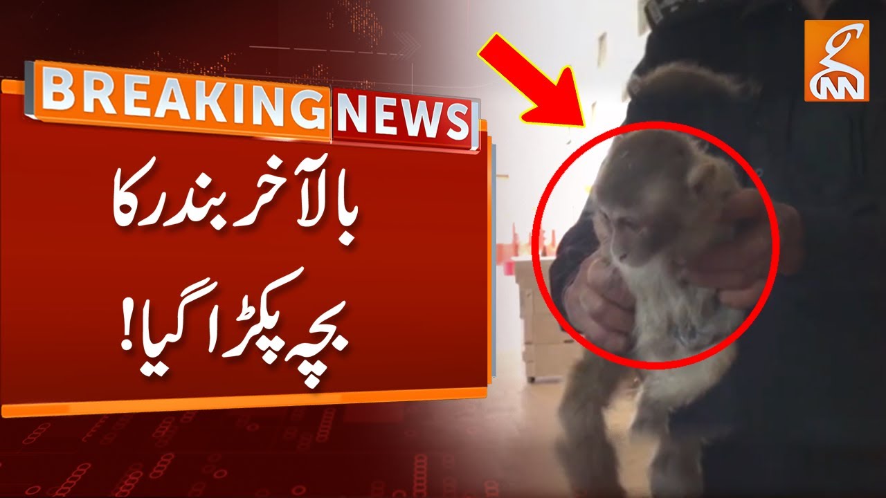 Breaking News | Finally, Monkey Child Was Caught! | GNN - YouTube