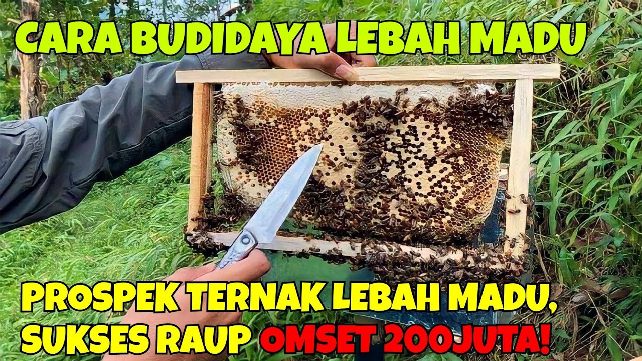 CARA BUDIDAYA LEBAH MADU || PROSPEK TERNAK LEBAH MADU, SUKSES RAUP ...