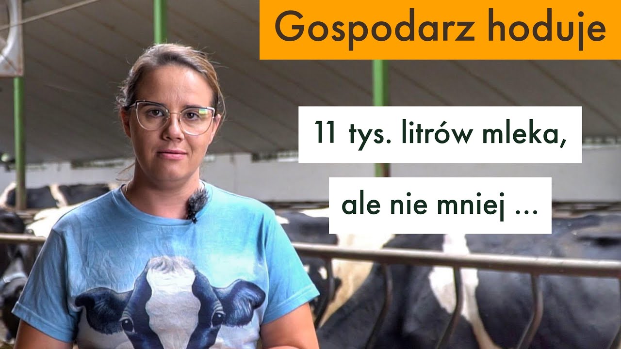 Bydło mleczne. 11 tys mleka,ale nie mniej - Gospodarstwo Rolne Justyny ...