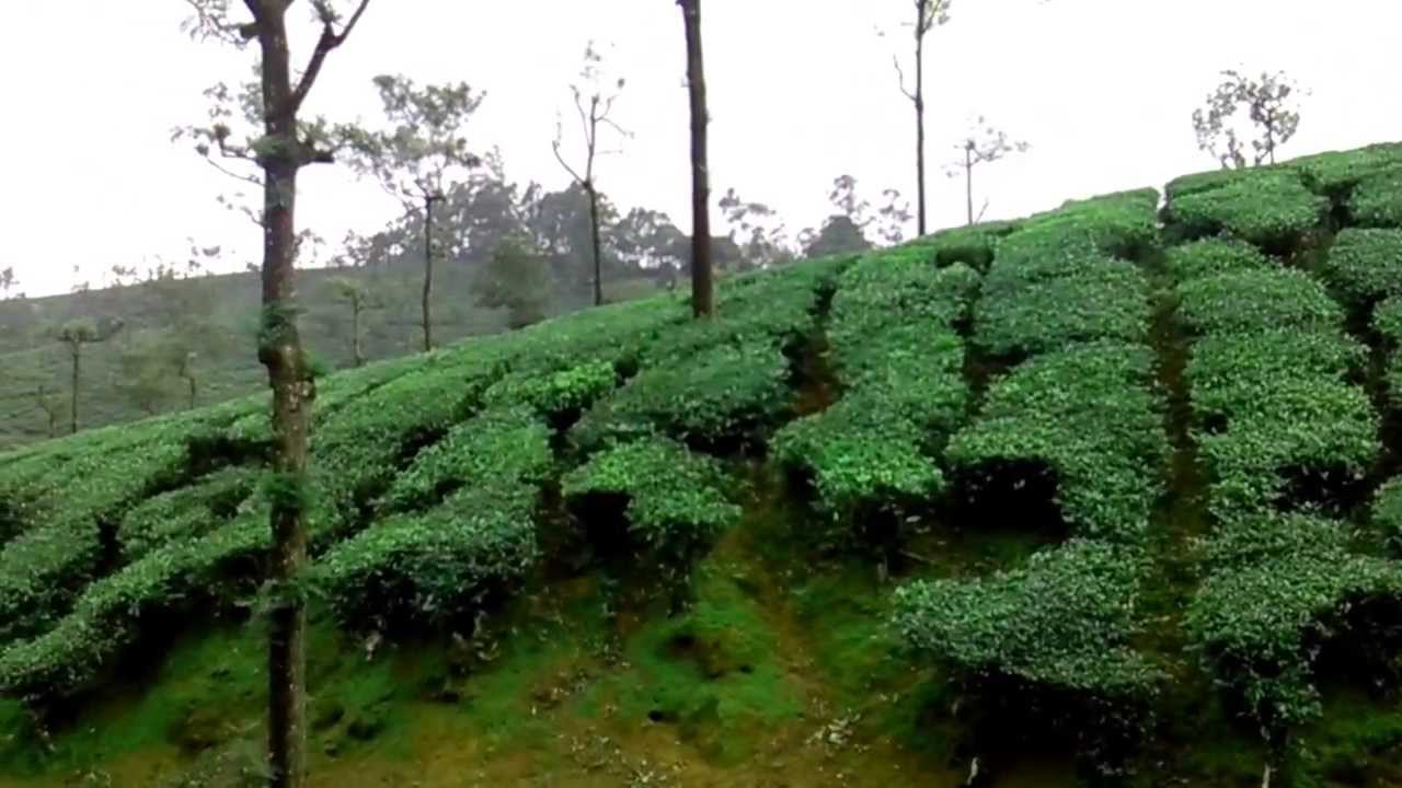Valparai - Tea Estate (Video taken from Lava IRIS 405) - YouTube