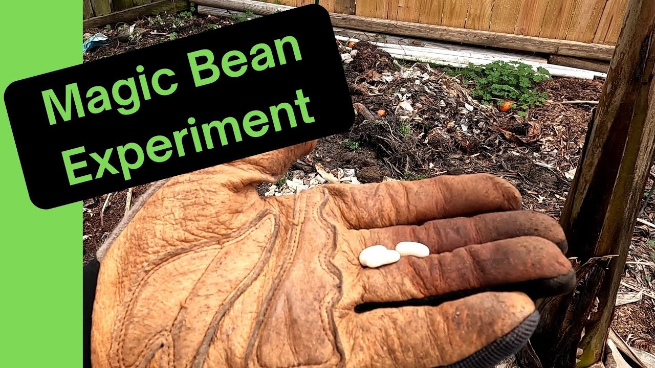 Magical Beans: Experimenting with Pole and Bush Bean Planting - YouTube