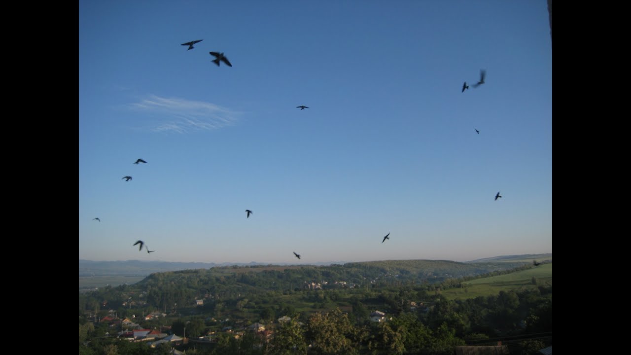 S-au întors rândunelele - YouTube