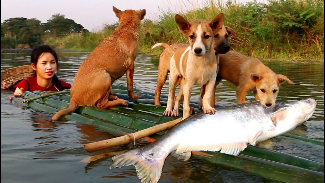 the dogs and fish on bamboo in river - Yummy Cooking big fish for dog ...