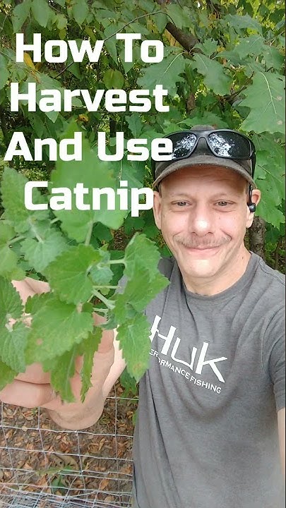 How To Harvest And Use Catnip - Herbs Made Easy with The Herb Guy - YouTube