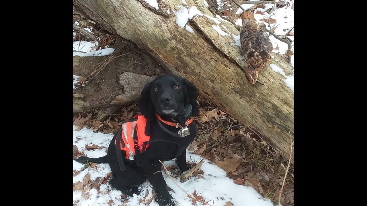 michigan winter ruffed grouse hunting 2018 - YouTube