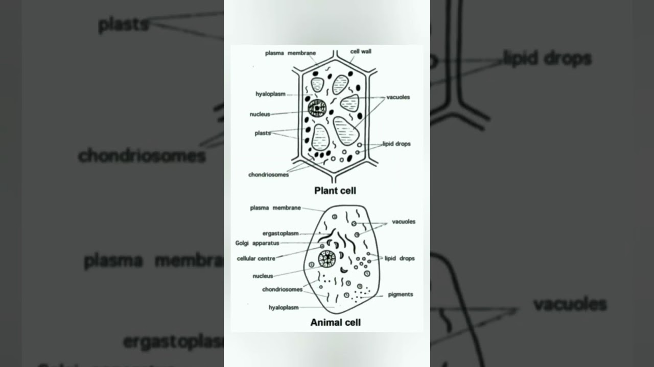 Animal And Plant Cell Diagram Black And White