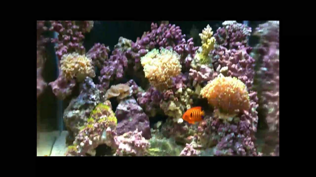 37 Gallon Column Reef Tank with DIY sump / refugium / life-support ...